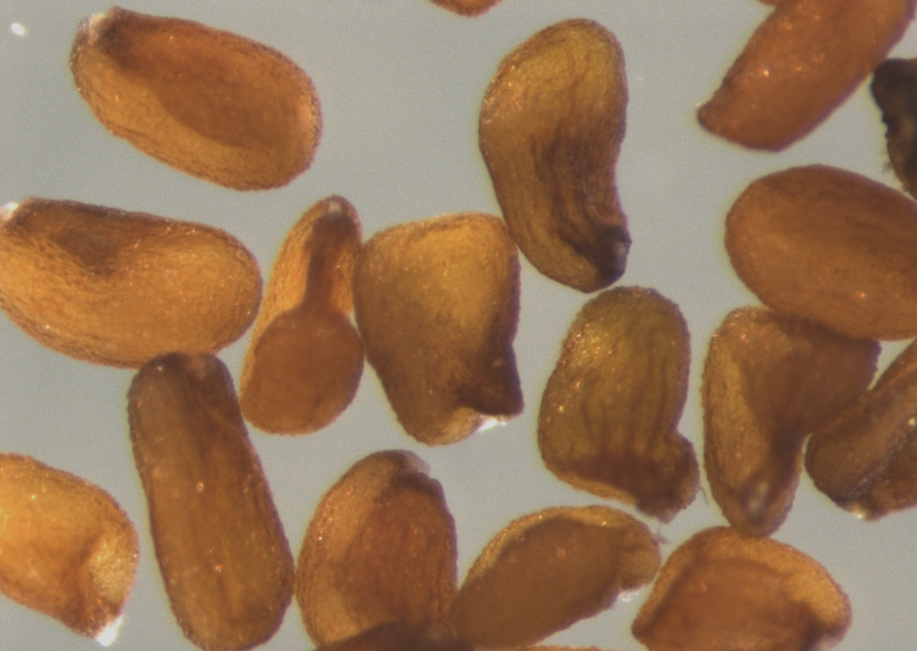 Satyaki Lab- Studying seeds